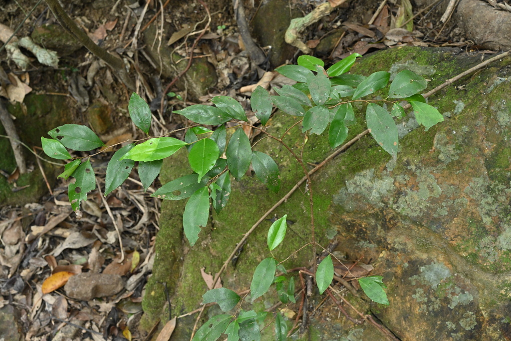 Scolopia saeva from 香港山頂 on May 12, 2024 at 12:46 PM by Chester Cheng ...