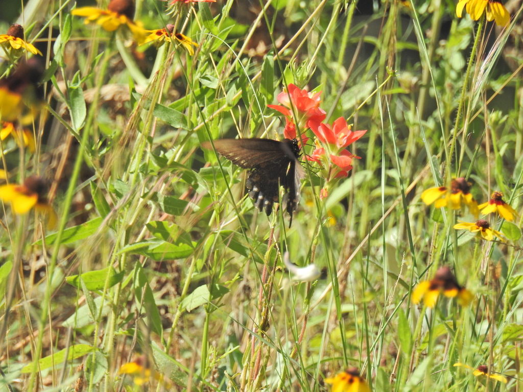 Pipevine Swallowtail from Bastrop County, TX, USA on May 15, 2024 at 10 ...