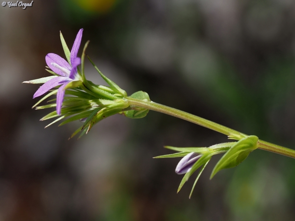Spicate Venus'-looking-glass from Haifa, Israel on April 20, 2024 at 11 ...