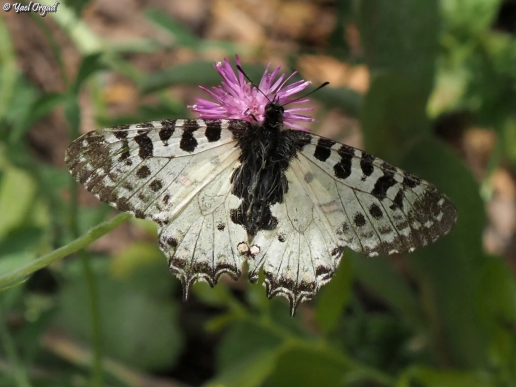 Eastern Festoon from Haifa, Israel on April 20, 2024 at 01:04 PM by ...