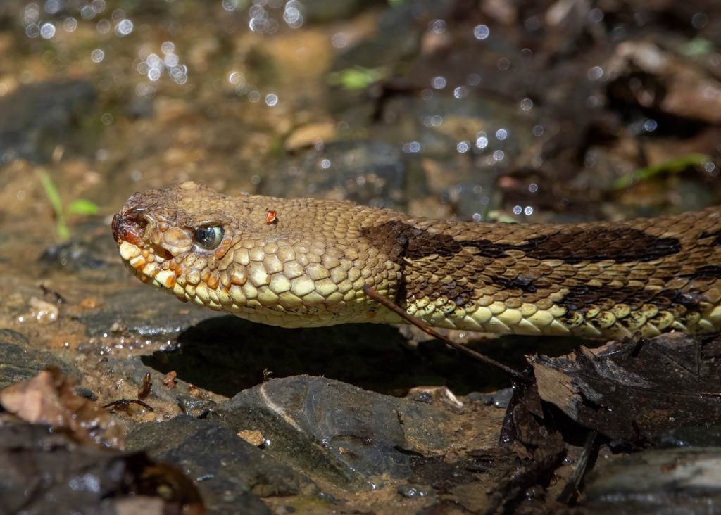 Timber Rattlesnake in May 2024 by Lindsay D. Loyd. Per a discussion in ...