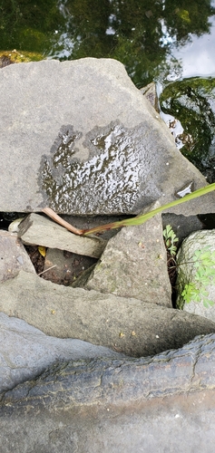 iNaturalist Tracking Database – NatureTracking