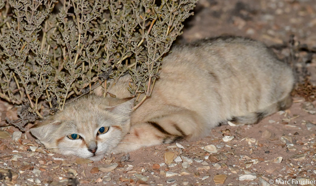 Palearctic and African Small Cats (Felis) - Know Your Mammals