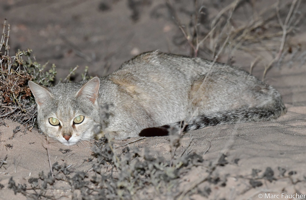 North African Wildcat (Felis lybica lybica) - Know Your Mammals