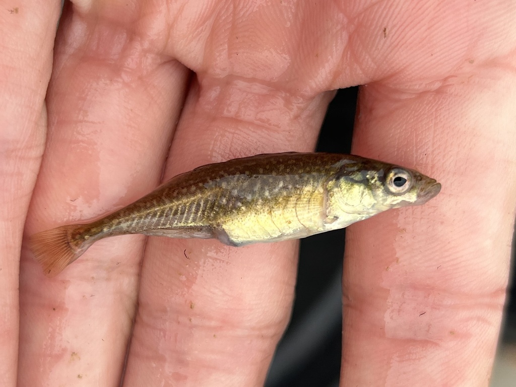 Brook Stickleback from Island Number Two, Sault Ste. Marie, MI, US on ...