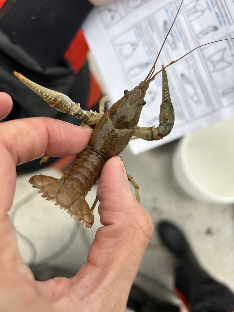 Virile Crayfish from Island Number Two, Sault Ste. Marie, MI, US on May ...