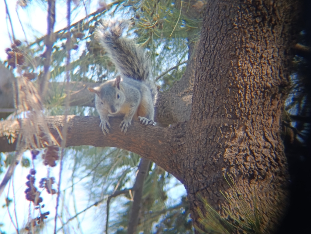 Red-bellied Squirrel from Parque Nacional Cerro de la Estrella, Ciudad ...