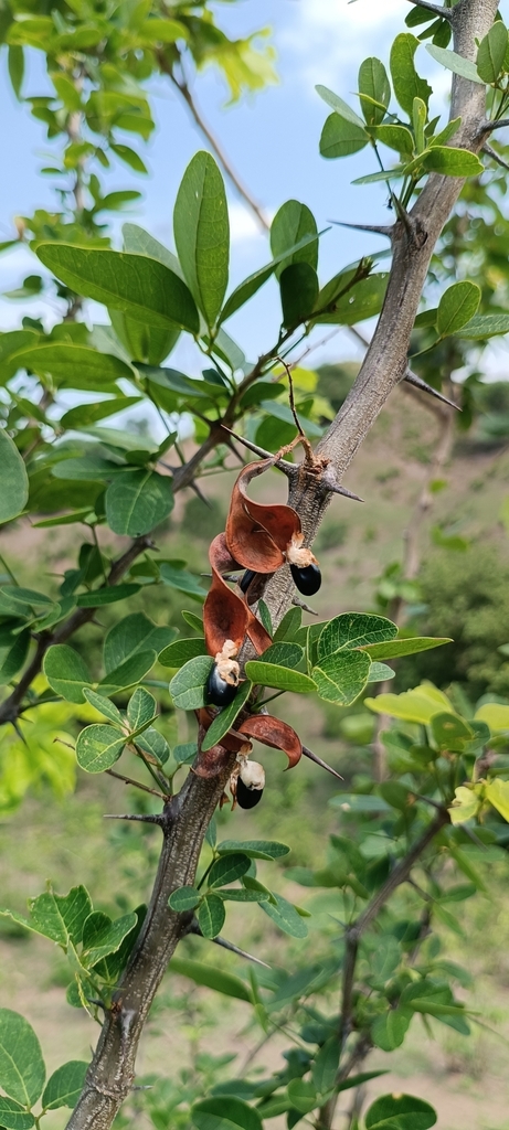 Catclaw Blackbead from El Copey, Cesar, Colombia on May 17, 2024 at 09: ...