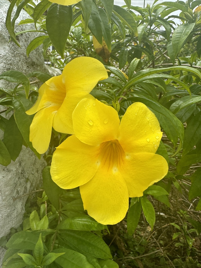 Golden Trumpet from Saint George's Island, BM on May 16, 2024 at 01:00 ...