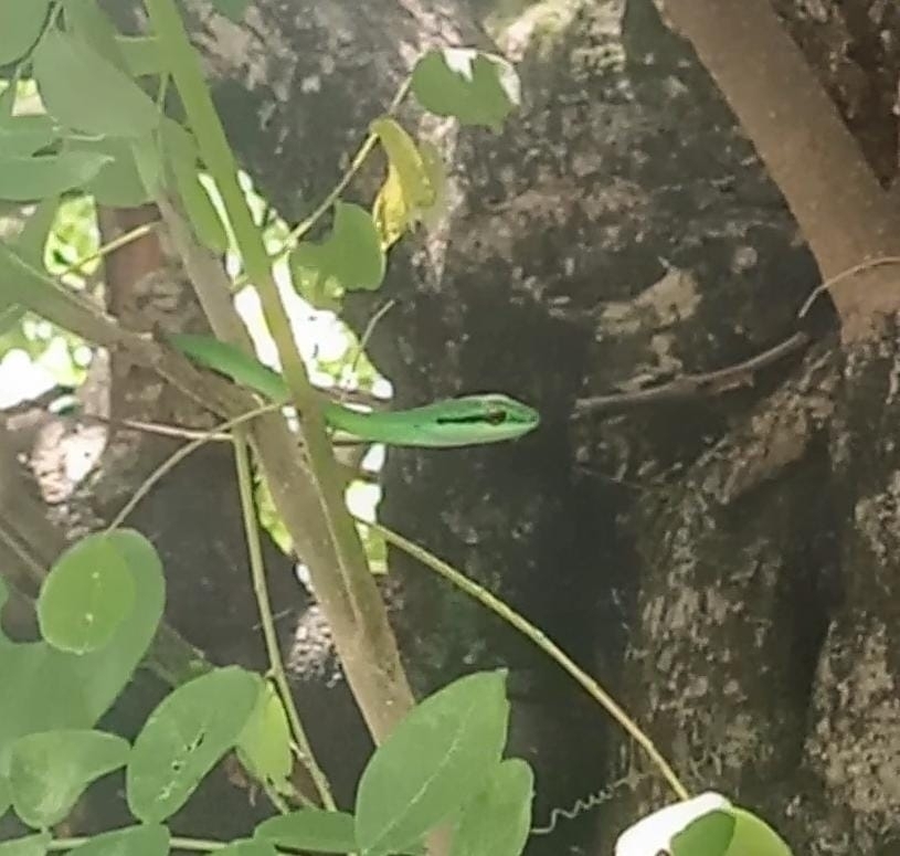 Colubrine Snakes in May 2024 by flowersaray77 · iNaturalist