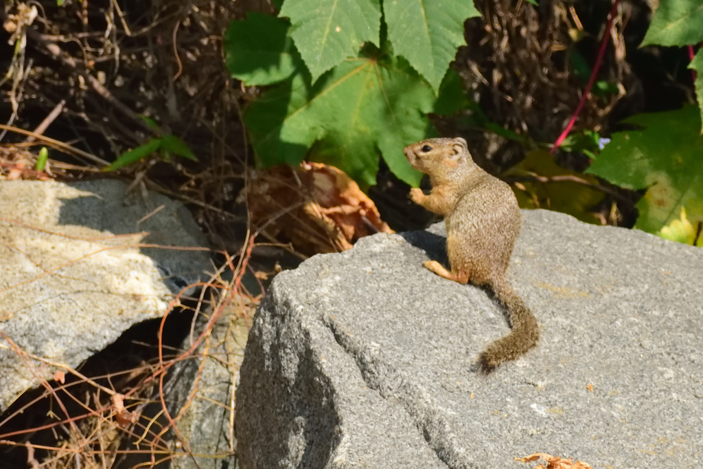 Ring-tailed Ground Squirrel (Notocitellus annulatus) - Know Your Mammals