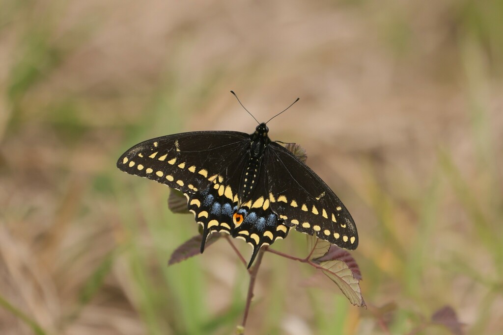 Eastern Black Swallowtail from Marvyn Pond Near Marvyn Alabama USA on ...