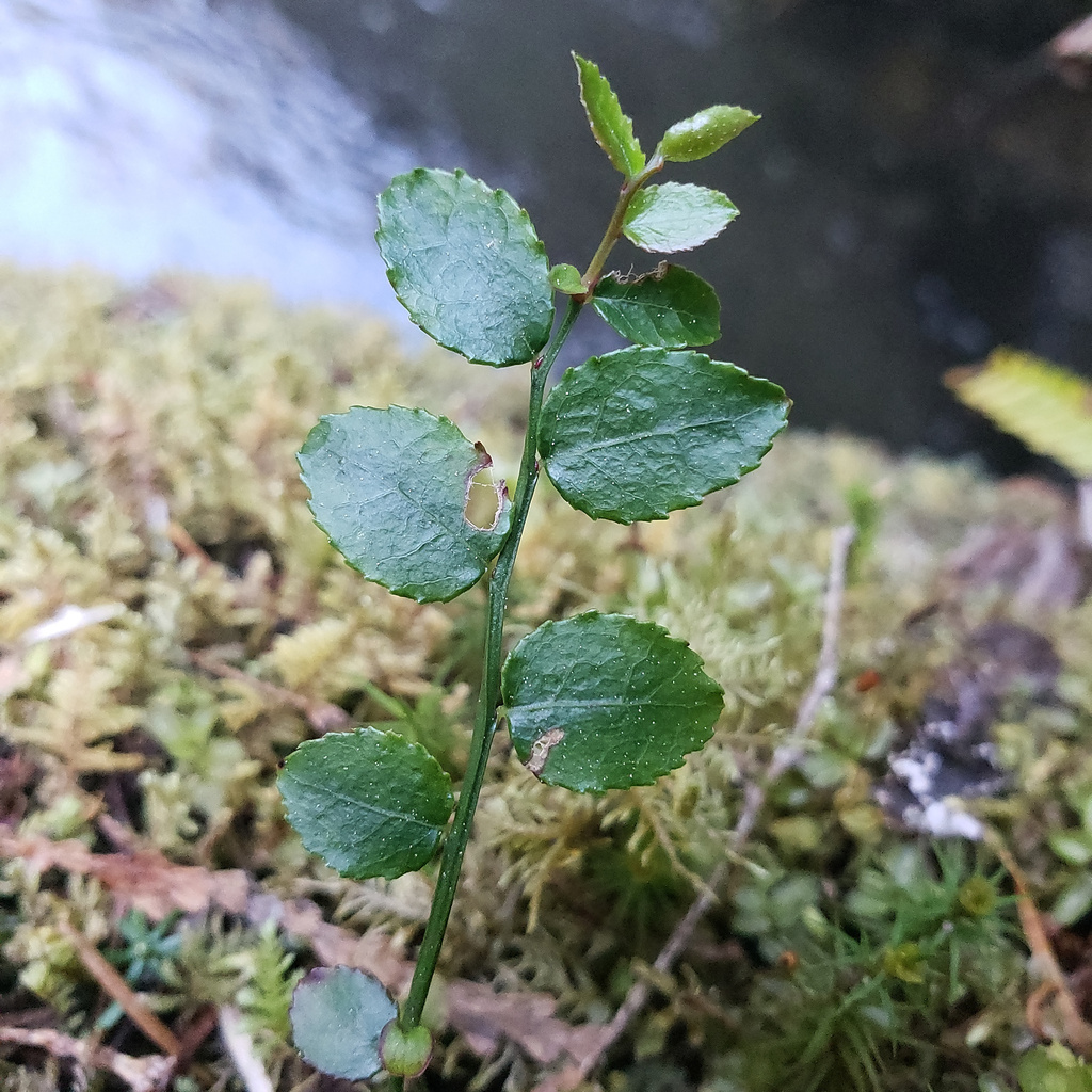 Red Huckleberry from Little River Trail, Clallam, WA, USA on May 11 ...
