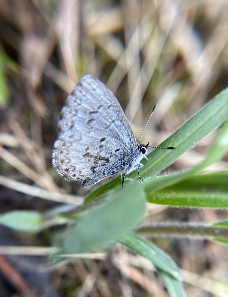 Northern Azure from Tamarac National Wildlife Refuge, Rochert, MN, US ...