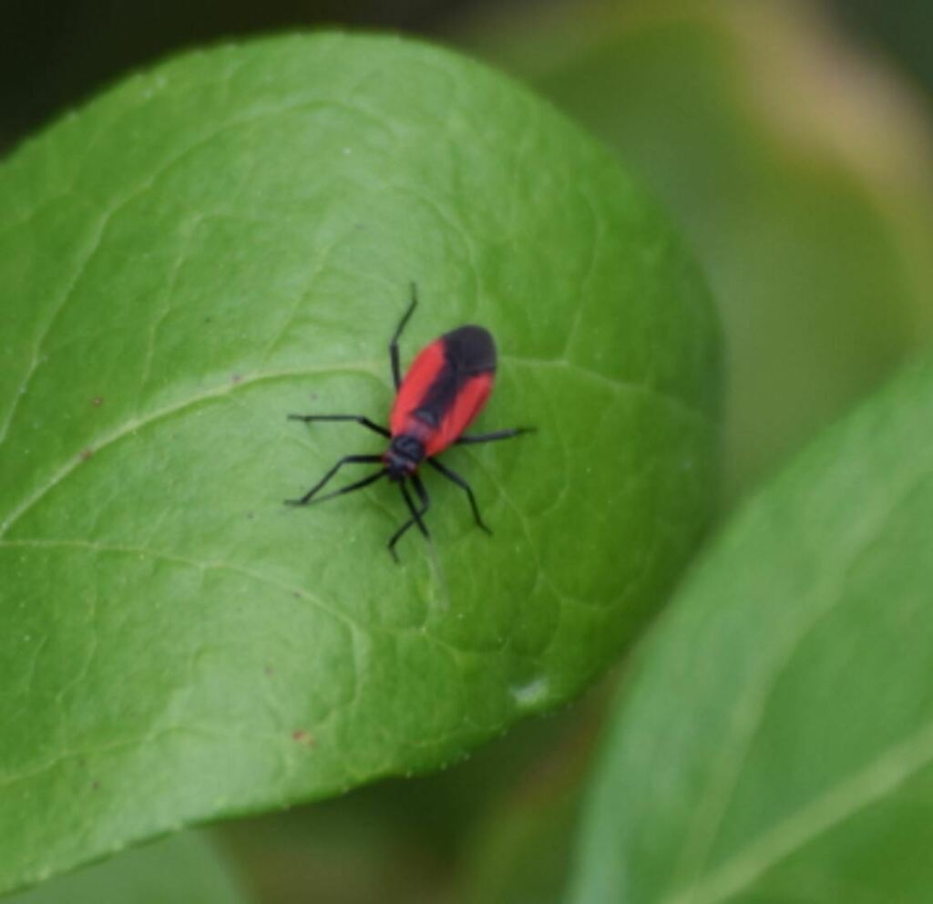 Dionconotus neglectus from Midtown - Downtown, Columbia, SC, USA on May ...