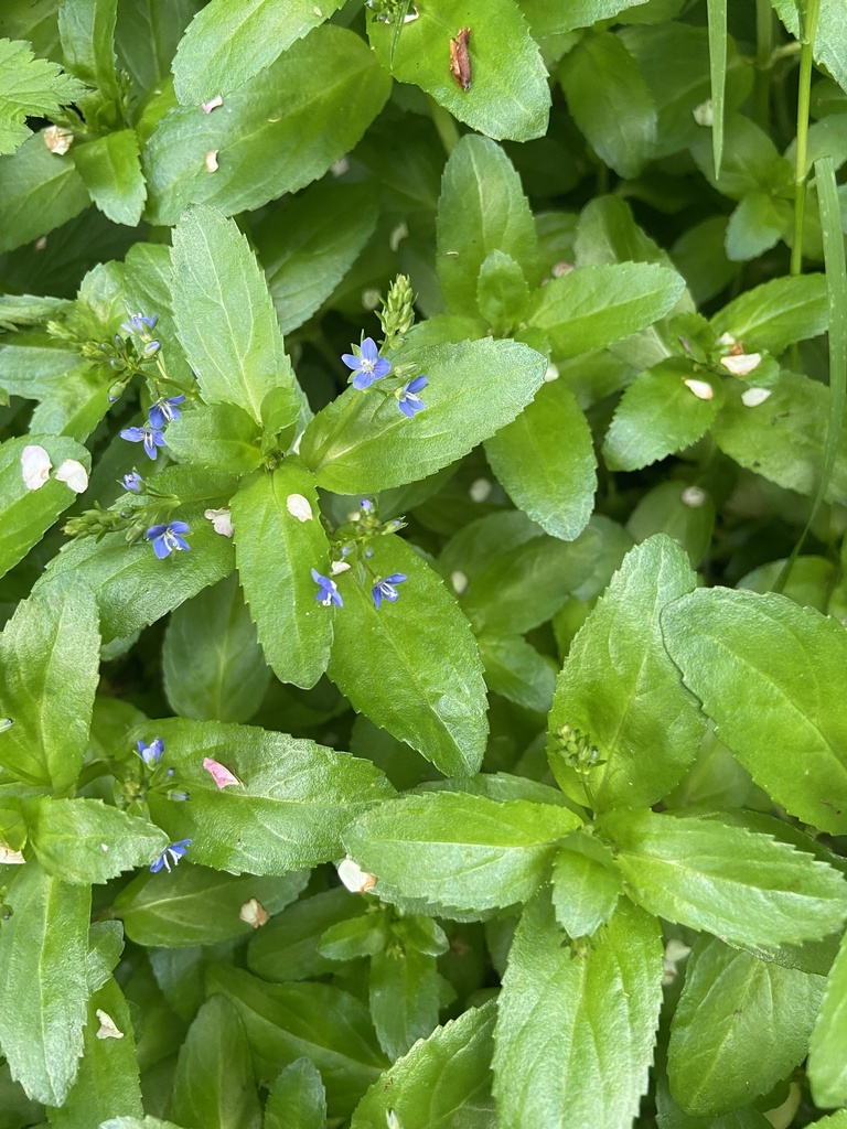 Brooklime from Danesmoor Drive, Bury, England, GB on May 17, 2024 at 06 ...