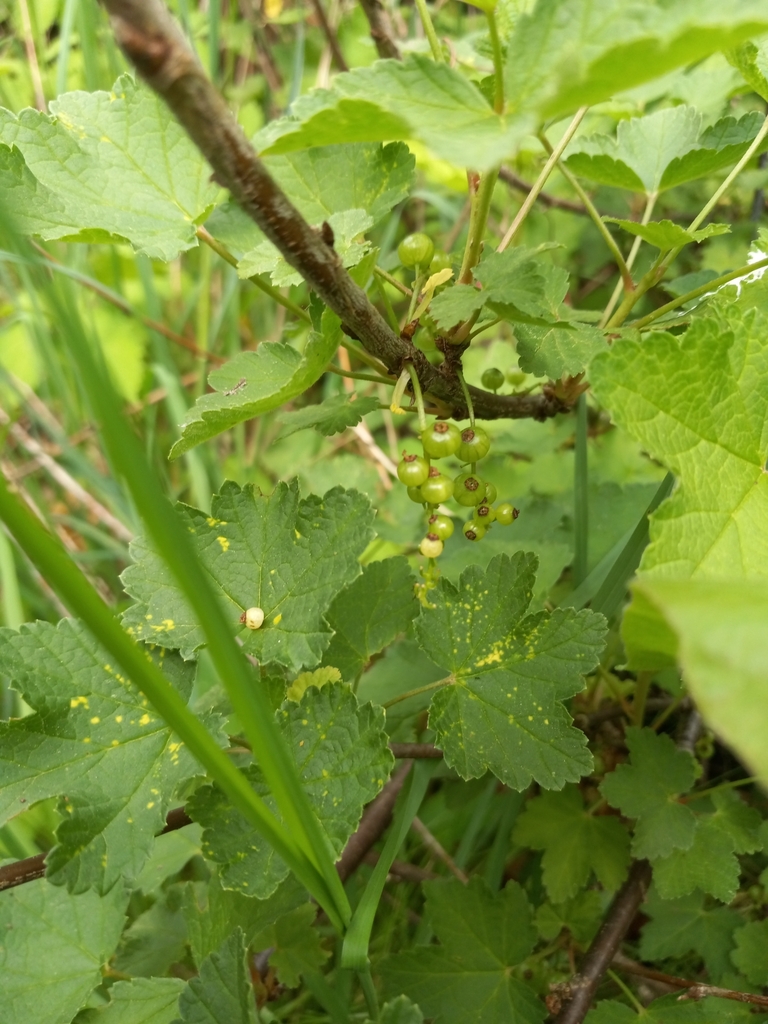 Red Currant from Hightown, VA 24465, USA on May 16, 2024 at 03:29 PM by ...
