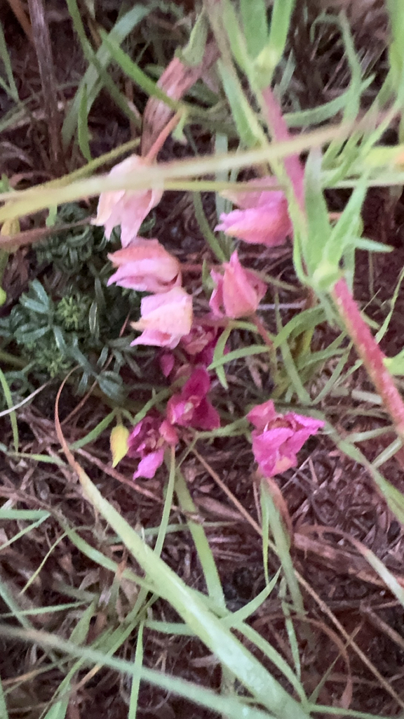 Trailing Rhatany from Payne County, US-OK, US on May 16, 2024 at 07:24 ...