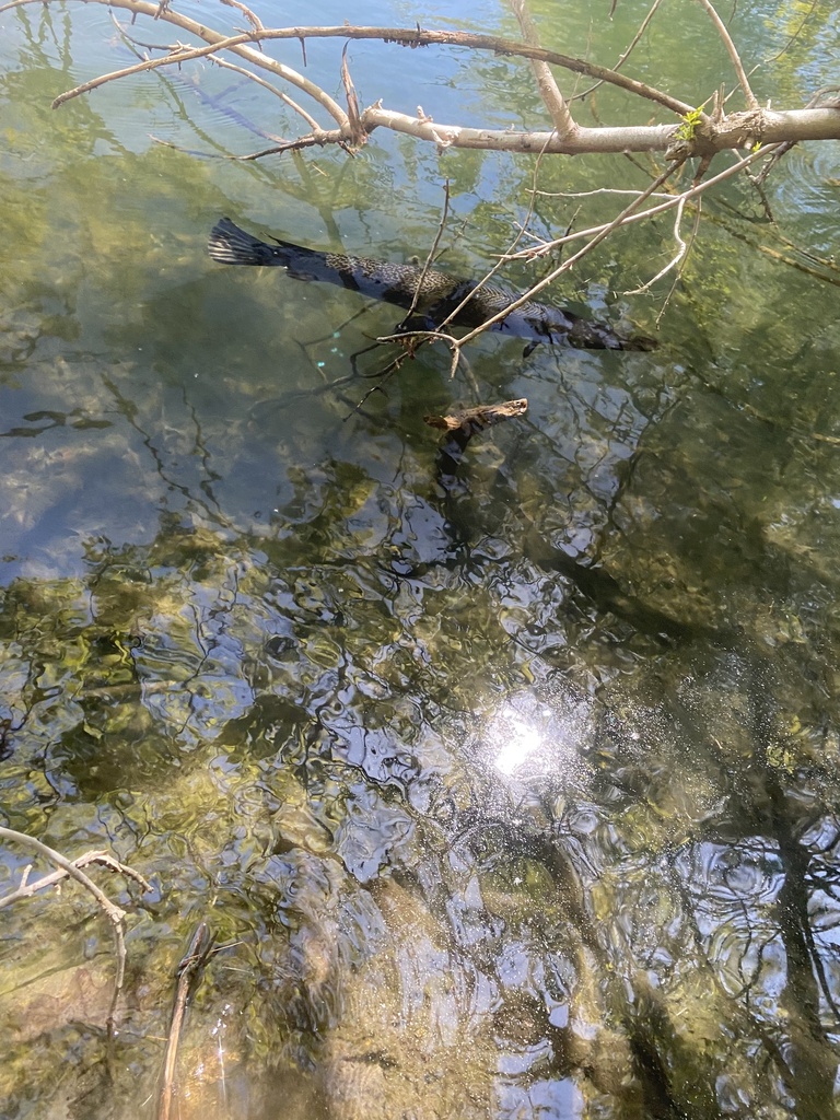 Alligator Gar from Spot Pond, Medford, MA, US on May 17, 2024 at 01:01 ...