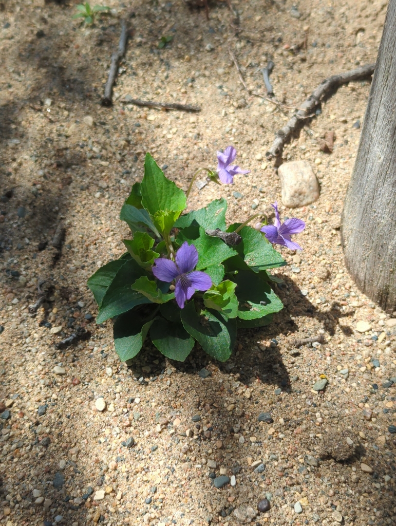 common blue violet from Dunn Township, MN, USA on May 17, 2024 at 12:45 ...