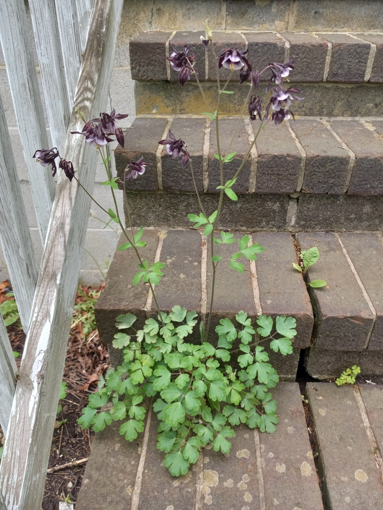 common columbine from Hightown, VA 24465, USA on May 16, 2024 at 03:33 ...