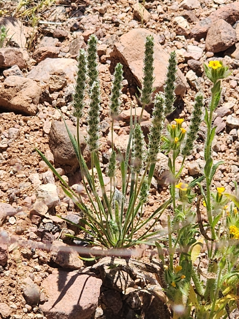 Woolly Plantain from Apache Junction, AZ, USA on April 19, 2024 at 11: ...