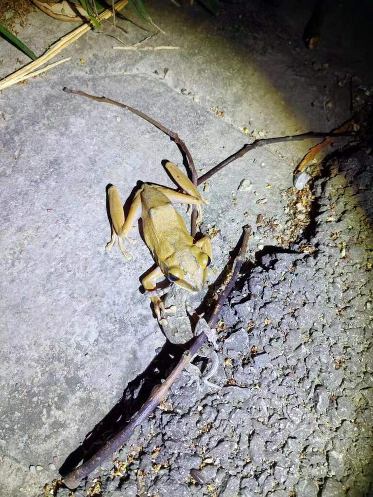 Taiwan Whipping Frog in May 2024 by rainbowlkc · iNaturalist