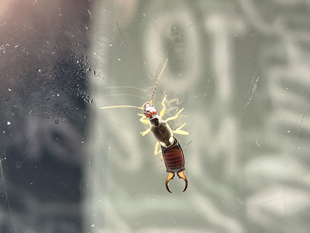 European Earwig in May 2024 by Matthew · iNaturalist
