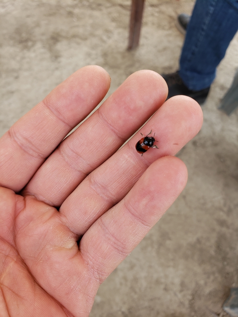 Urodera from Zapotitlán, MX-PU, MX on May 16, 2024 at 11:16 AM by ...