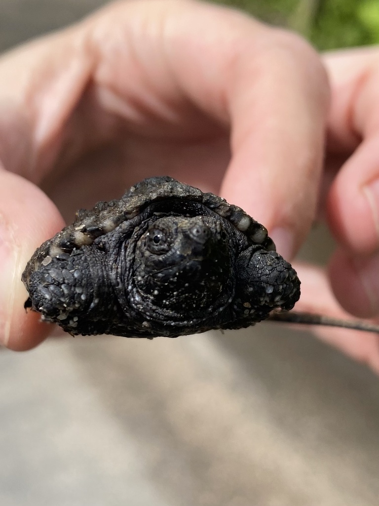 Common Snapping Turtle from Branford, CT, USA on May 17, 2024 at 10:44 ...