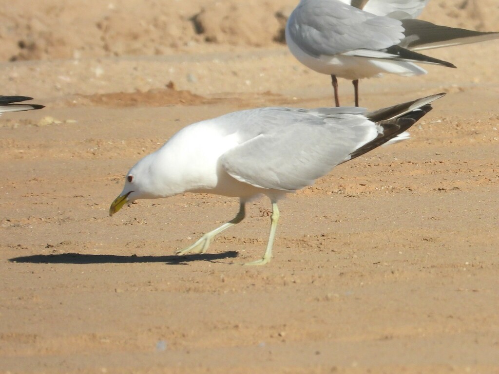 Large White-headed Gulls from Великий Новгород, Новгородская обл ...