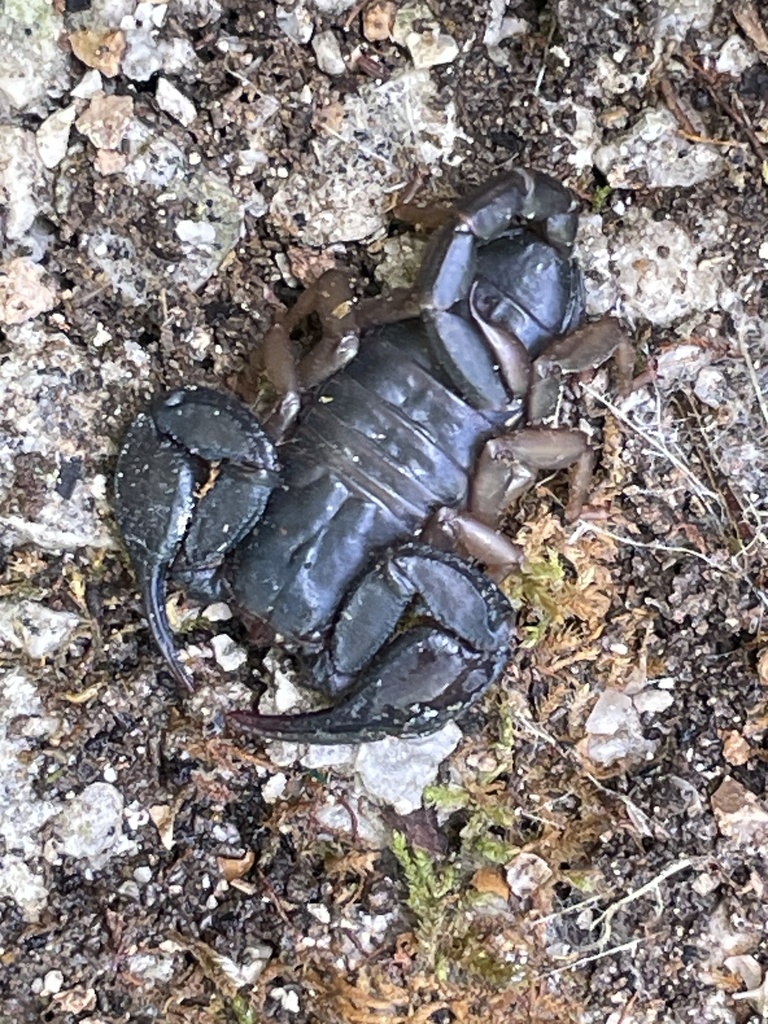 Small Wood-scorpions from Corfu, Peritheia, Ionian Islands, GR on April ...