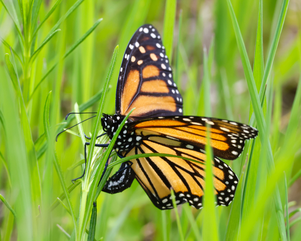 Monarch from Freeborn County, MN, USA on May 17, 2024 at 09:32 AM by ...