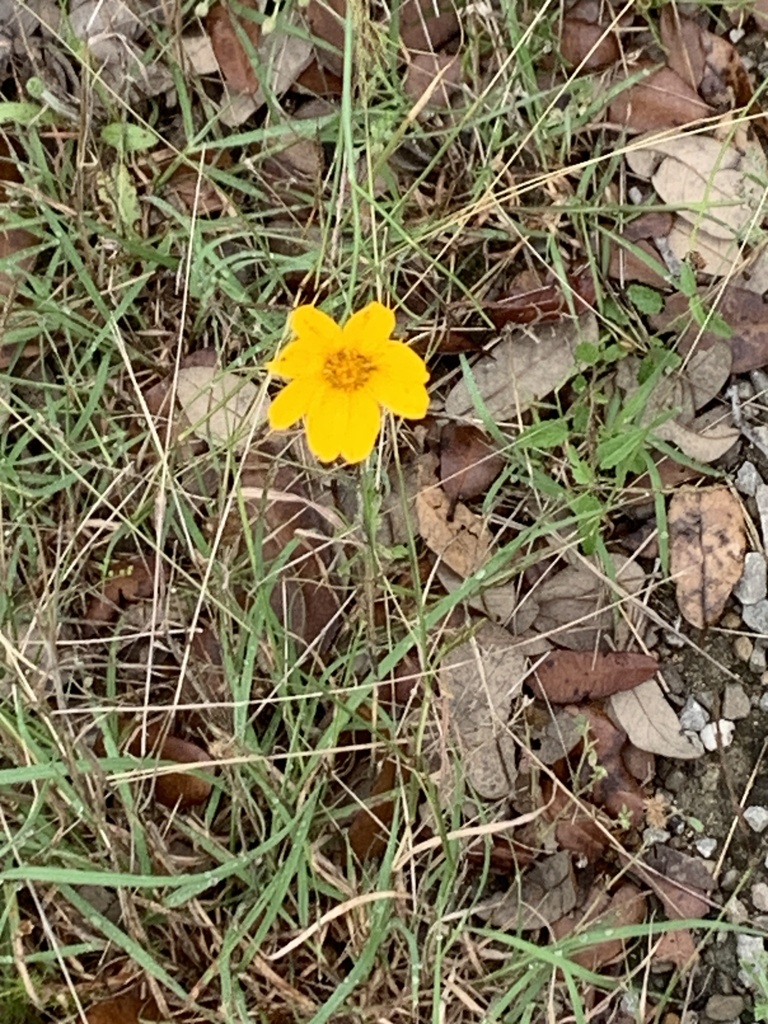 Slender Greenthread from Blue Ridge Dr, Johnson City, TX, US on May 17 ...