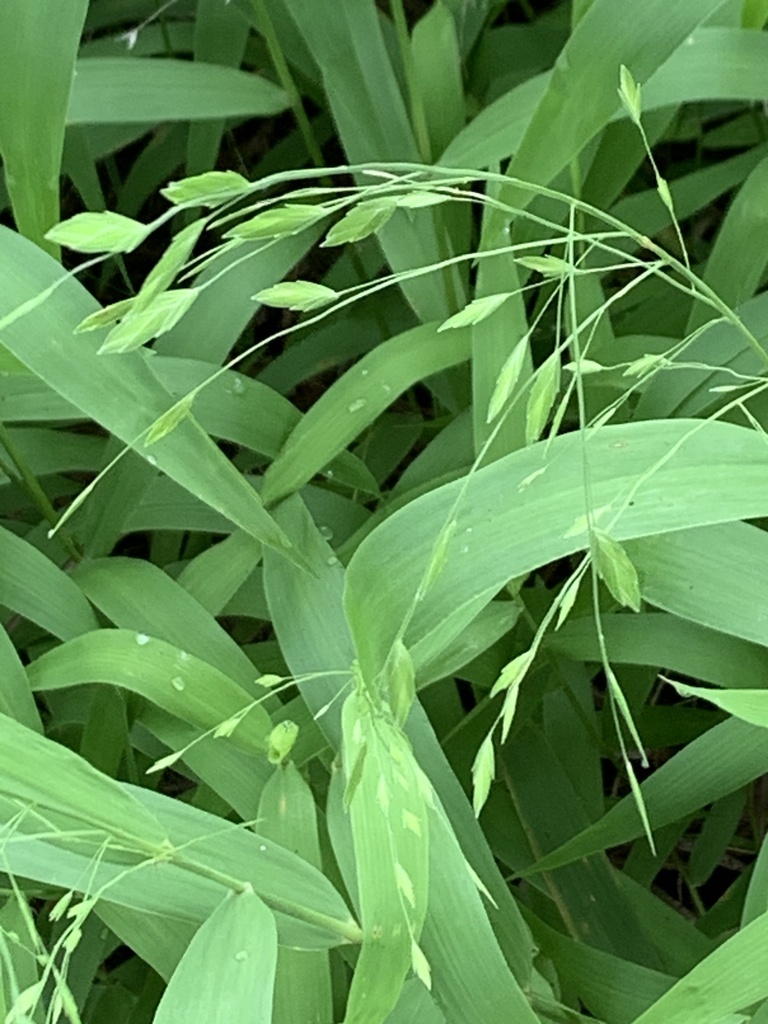 inland wood oats from Blanco County, US-TX, US on May 17, 2024 at 10:21 ...