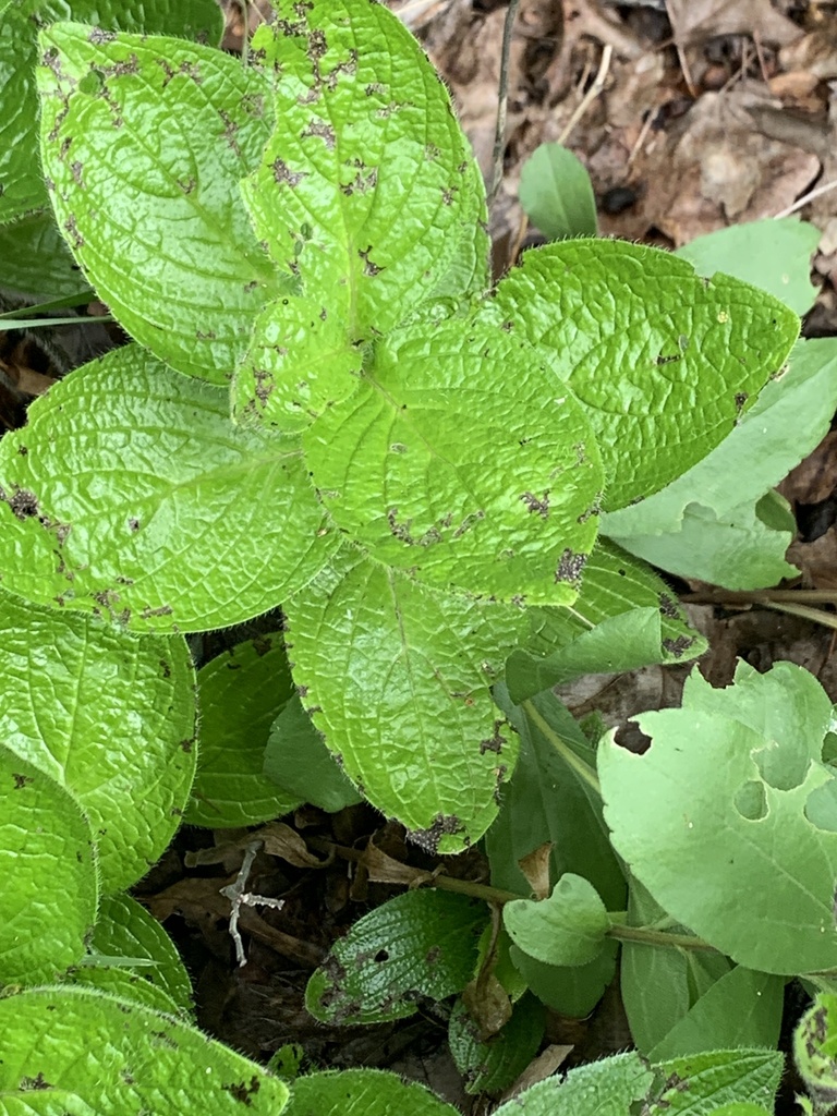 Heller's marbleseed from Blanco County, US-TX, US on May 17, 2024 at 10 ...