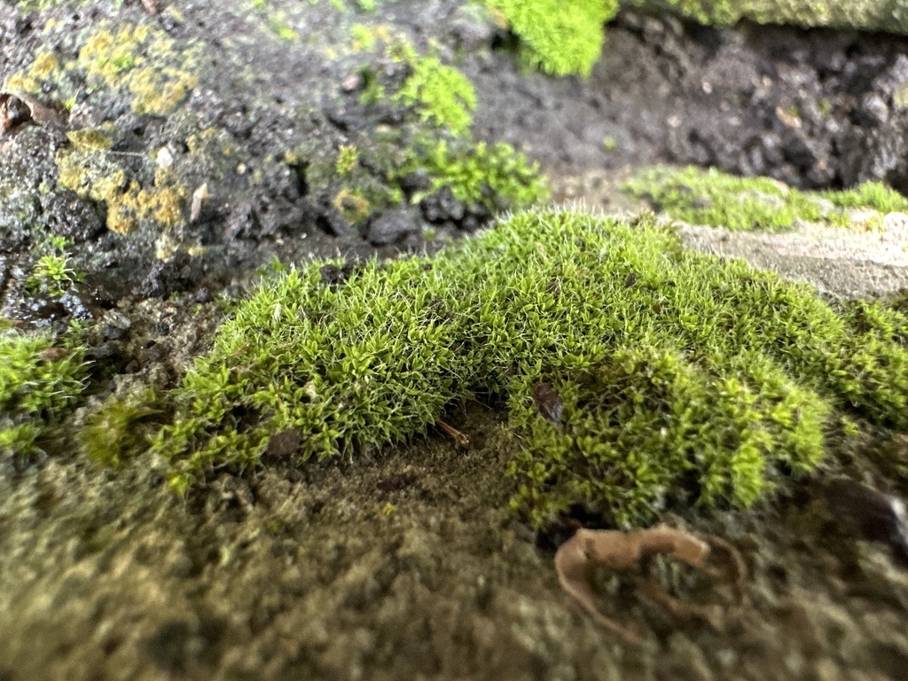 Tortula plinthobia from Southeast, Springfield, MO, US on May 17, 2024 ...