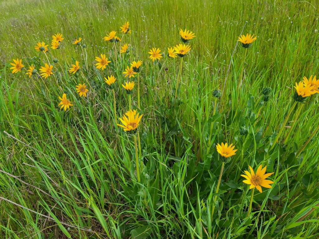narrowleaf mule-ears from HBRA Lane County, OR, USA on May 17, 2024 at ...