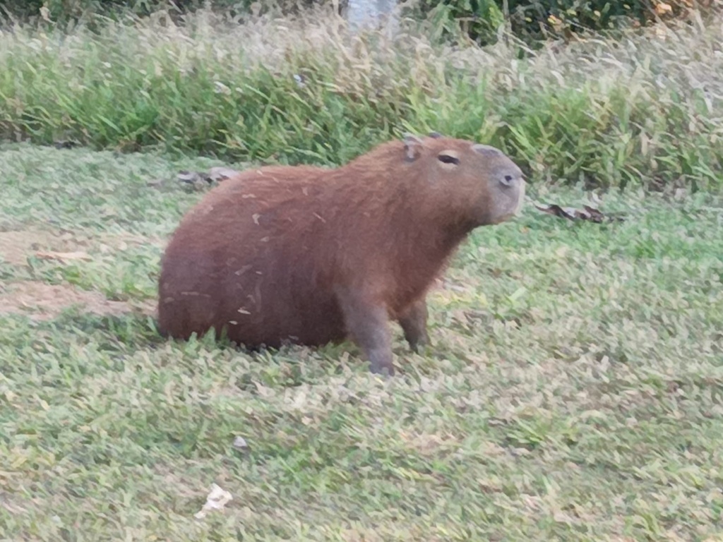 Capybara from Shin, Brasília, DF, BR on May 17, 2024 at 04:43 PM by ...