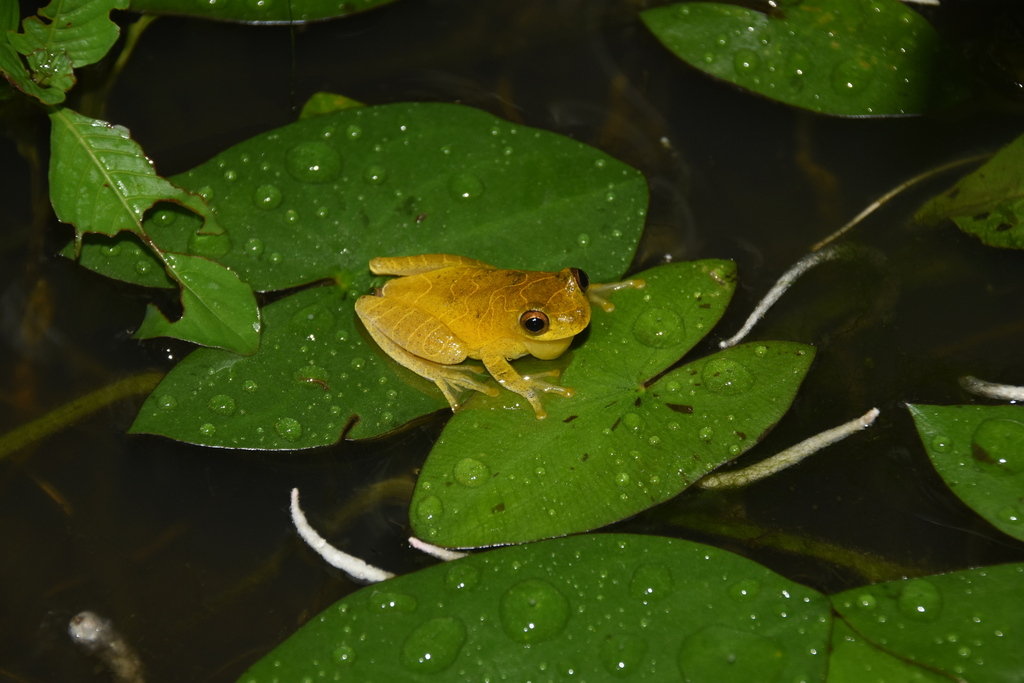 Lesser Tree Frog from Portel - PA, 68480-000, Brasil on February 23 ...