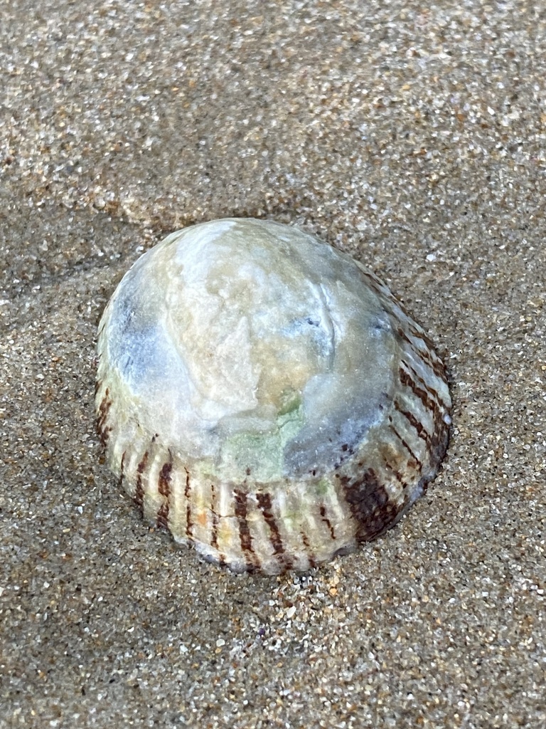 Variegated limpet from Corindi Beach, NSW, AU on May 18, 2024 at 06:30 ...