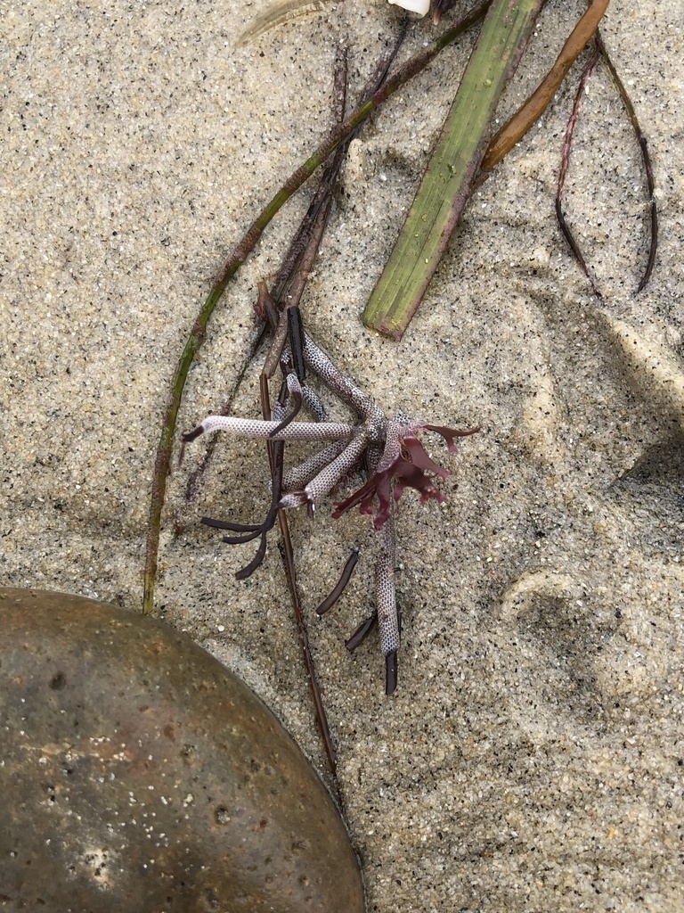 Sargassum Sea Mat from North Pacific Ocean, Carlsbad, CA, US on May 17 ...