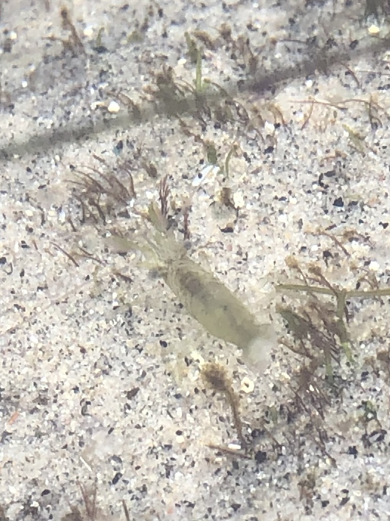 Red-banded Transparent Shrimp from North Pacific Ocean, Carlsbad, CA ...