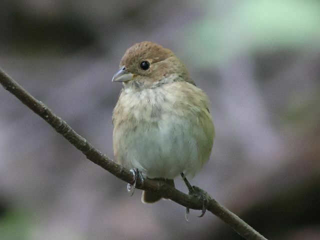 Indigo Bunting from Cunningham Park, Queens, NY, USA on May 17, 2024 at ...