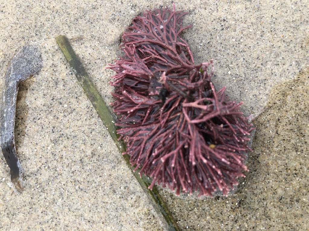 red algae from North Pacific Ocean, Carlsbad, CA, US on May 17, 2024 at ...