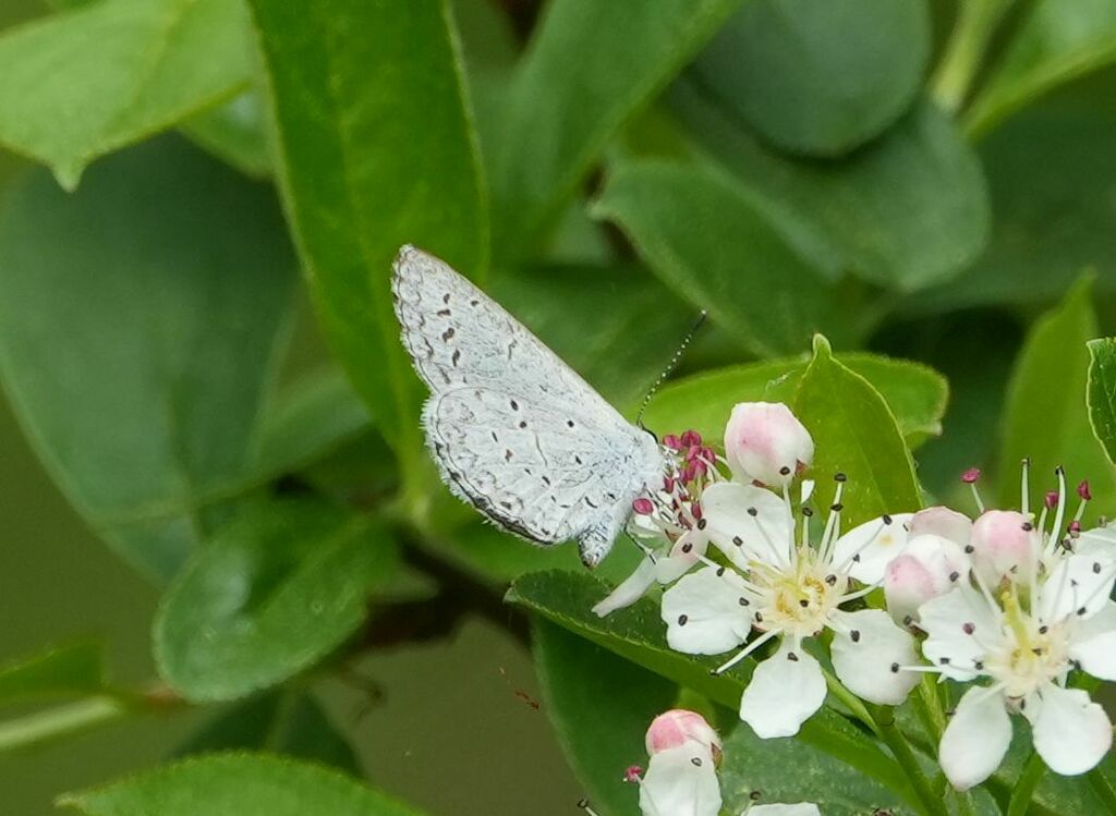 Northern Azure from Leeds and Grenville United Counties, ON, Canada on ...