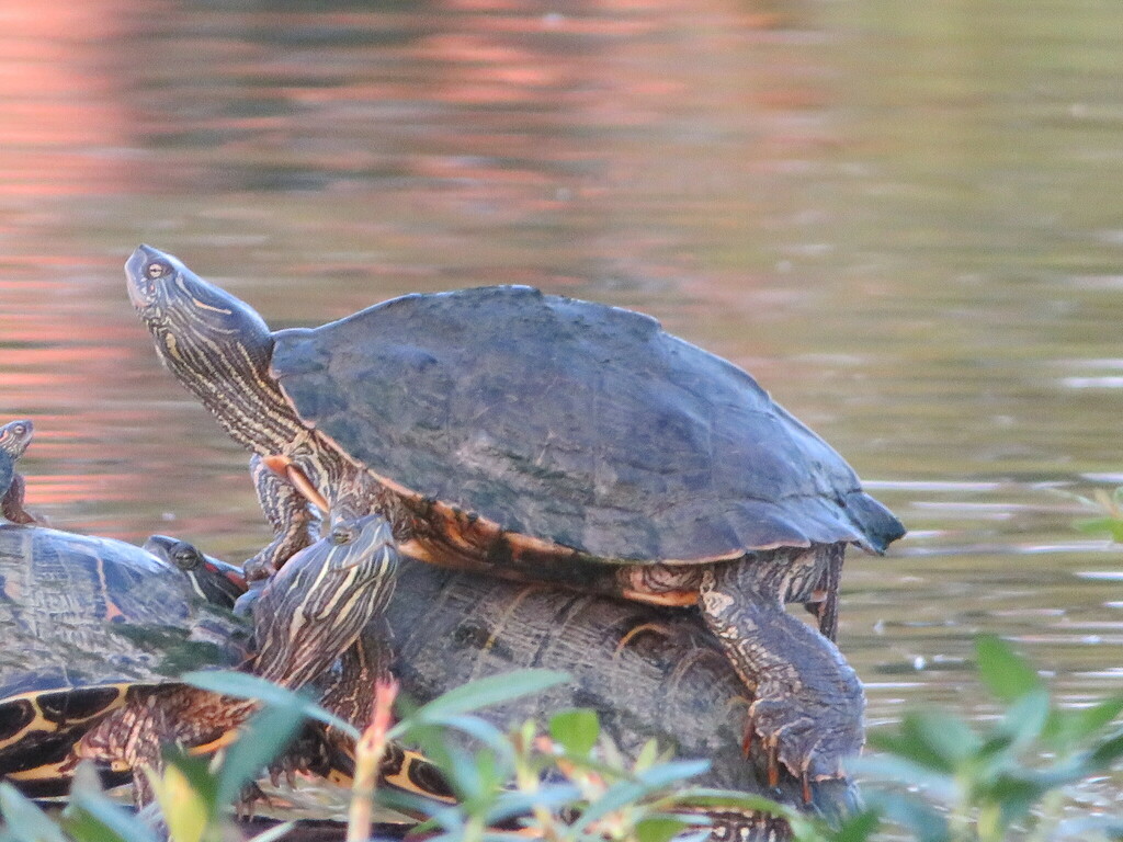 Texas Map Turtle from Round Rock, TX, USA on May 13, 2024 at 07:51 PM ...