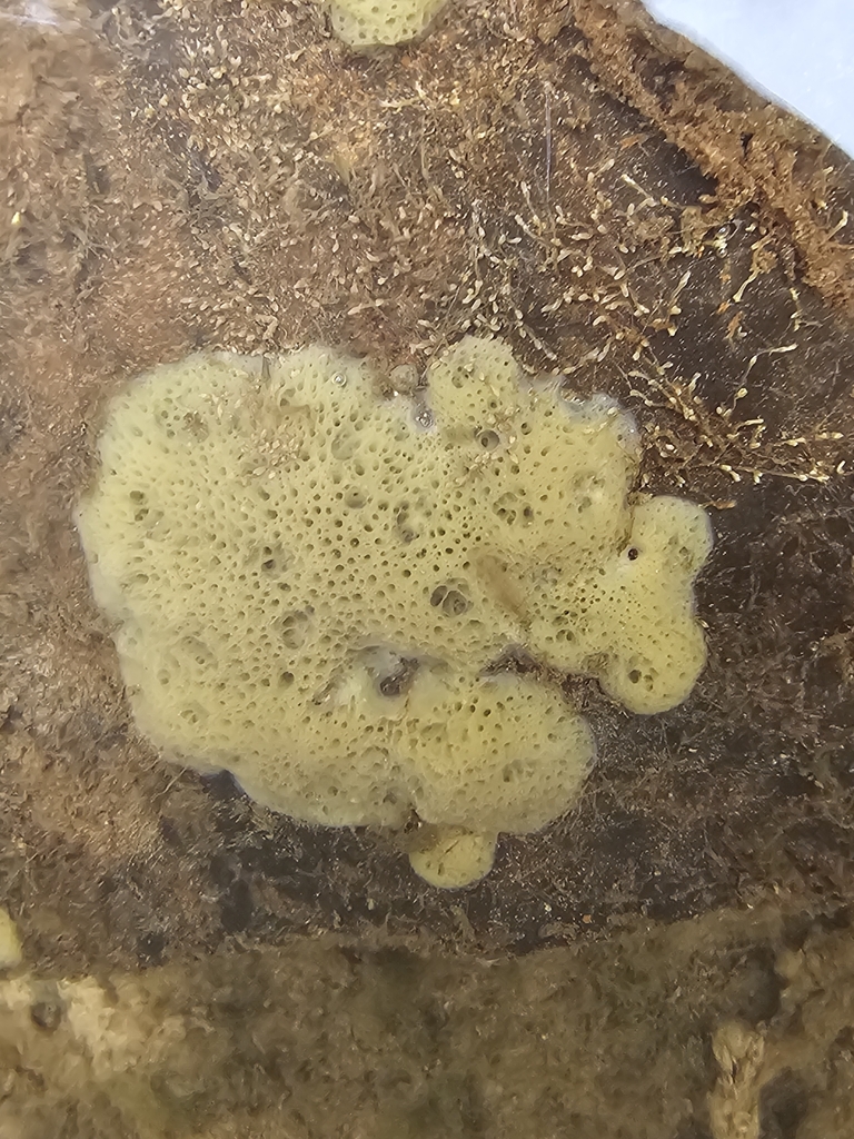 Freshwater Sponges in May 2024 by jsolfrian · iNaturalist