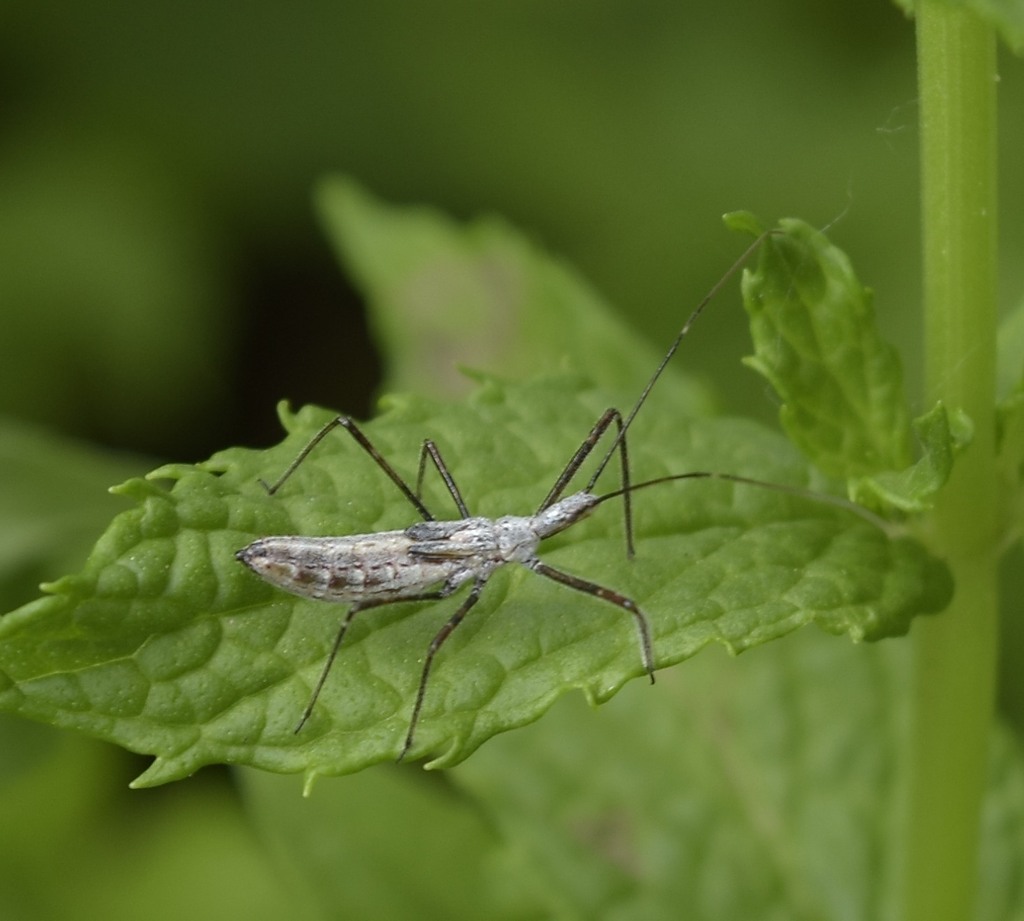 Four-spurred Assassin Bug from Maypearl, TX, USA on May 17, 2024 at 03: ...