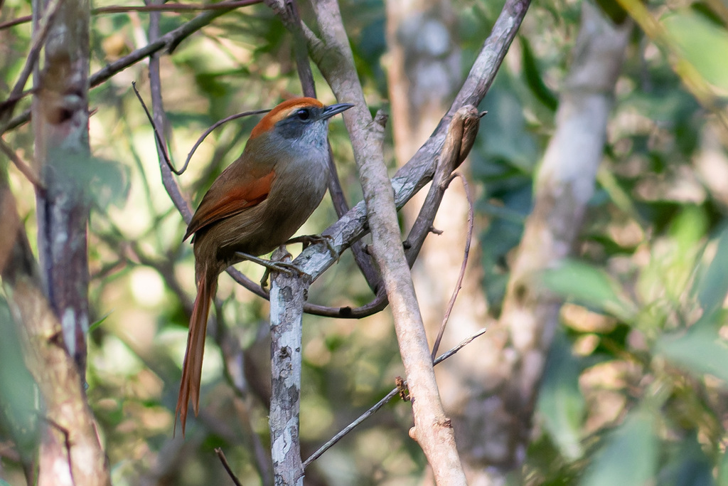 Rufous-capped Spinetail from Mogi das Cruzes on May 16, 2024 at 03:26 ...